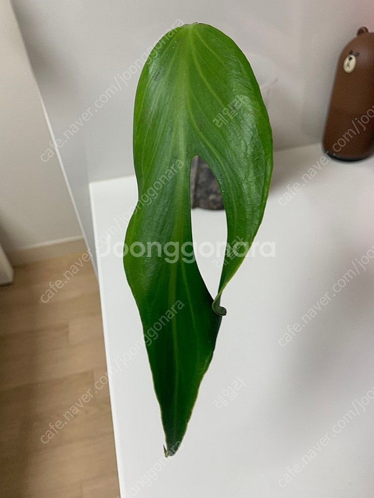 몬스테라 딜라체라타 희귀스킨답서스드림 인테리어소품 중고나라