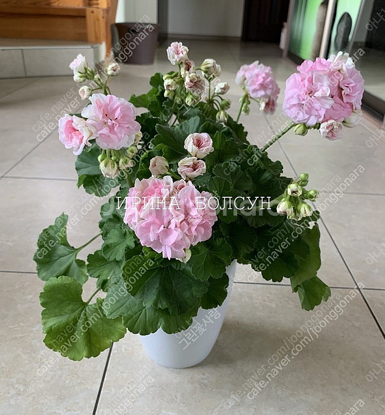 제라늄 라푼젤 | 인테리어소품 | 중고나라