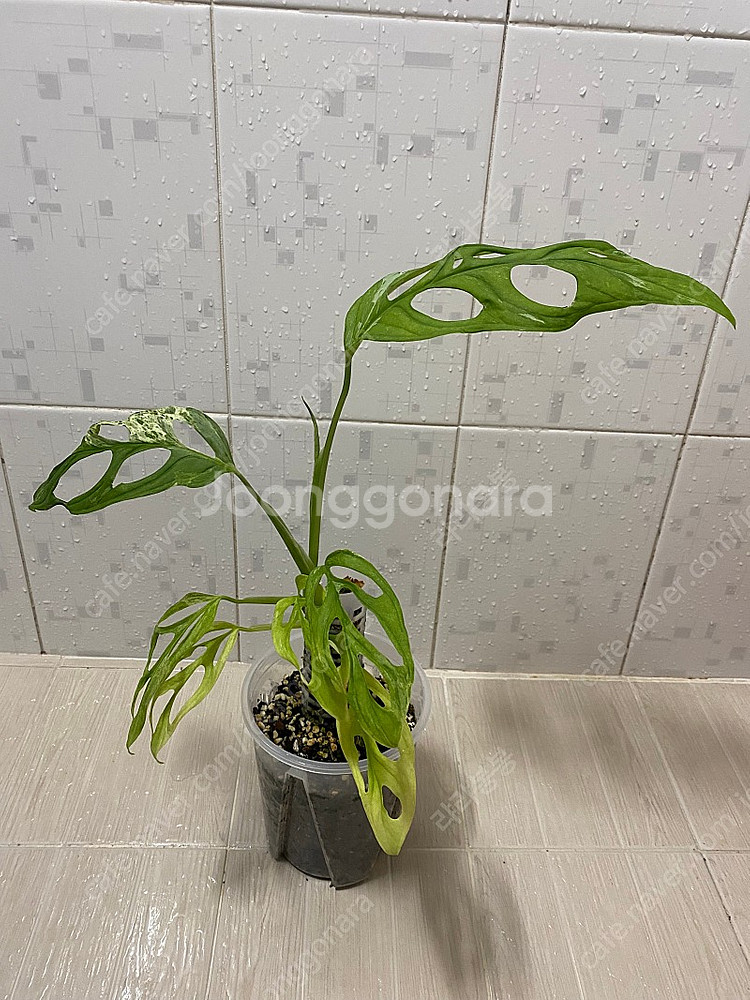 대왕 민트 무늬 아단소니 인테리어소품 중고나라