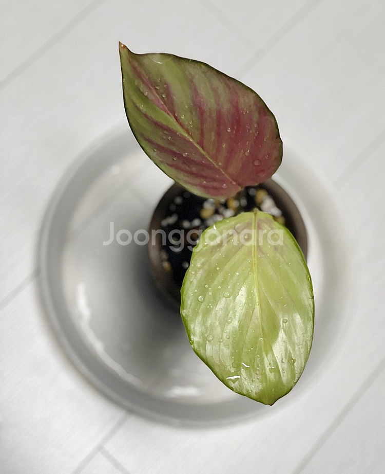 칼라데아 실버플레이트 인테리어소품 중고나라