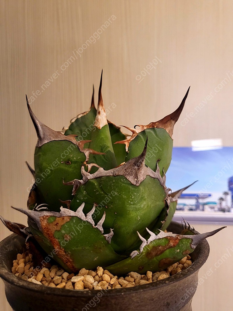 agave titanota spade 아가베 티타노타 ... | 인테리어소품 | 중고나라