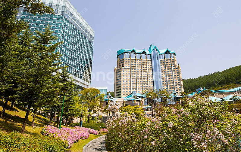 7월21일 하이원리조트 그랜드호텔강원랜드 메인타워 여행숙박이용권 중고나라