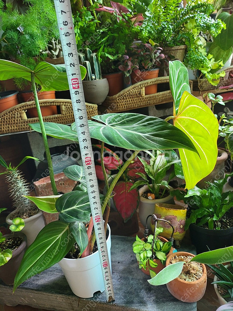 필로덴드론 글로리오섬 다크폼 대품 인테리어소품 중고나라