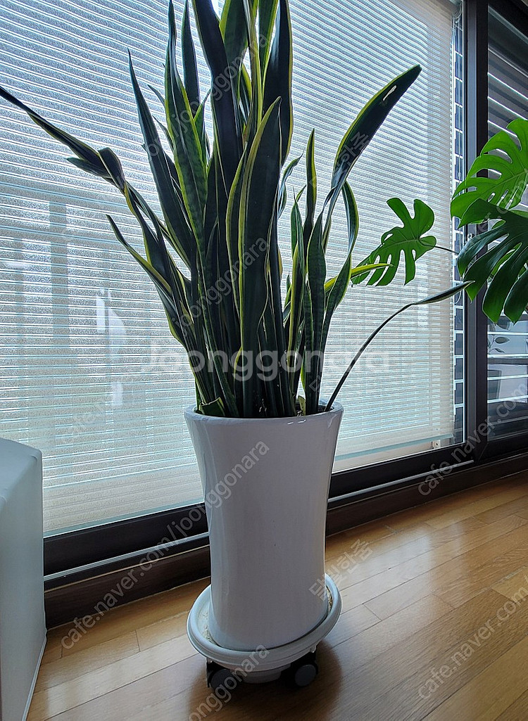 산세베리아 뱅갈고무나무 화분 팝니다 인테리어소품 중고나라
