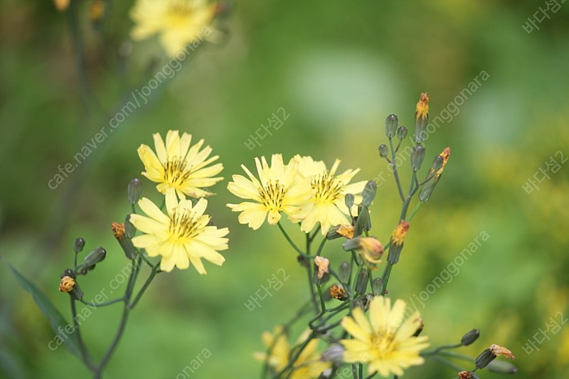 SKT데이터 2G 3,000원 | 스마트폰 | 중고나라