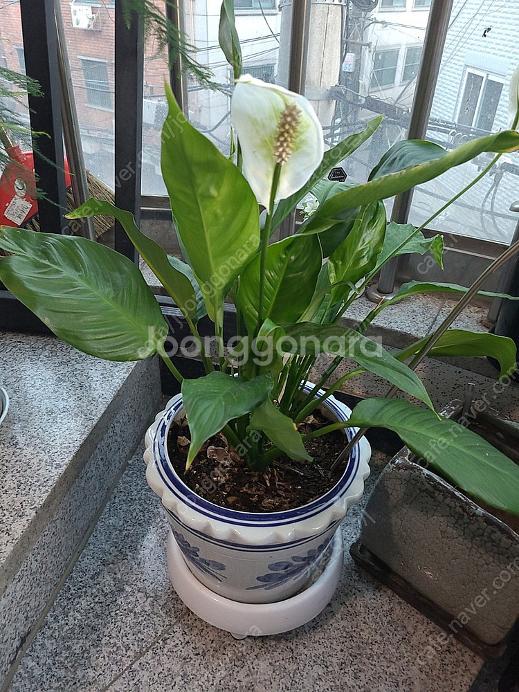 공기정화식물 스파트필름 식물 화초 인테리어 화분 포함 인테리어소품 중고나라