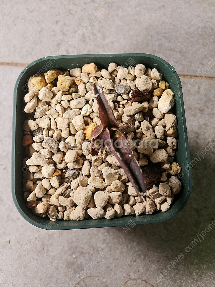 아가베 티타노타 시저 자구 분양합니다 인테리어소품 중고나라