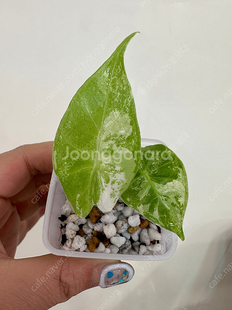 알로카시아 핑크드래곤 화이트바리에가타 인테리어소품 중고나라