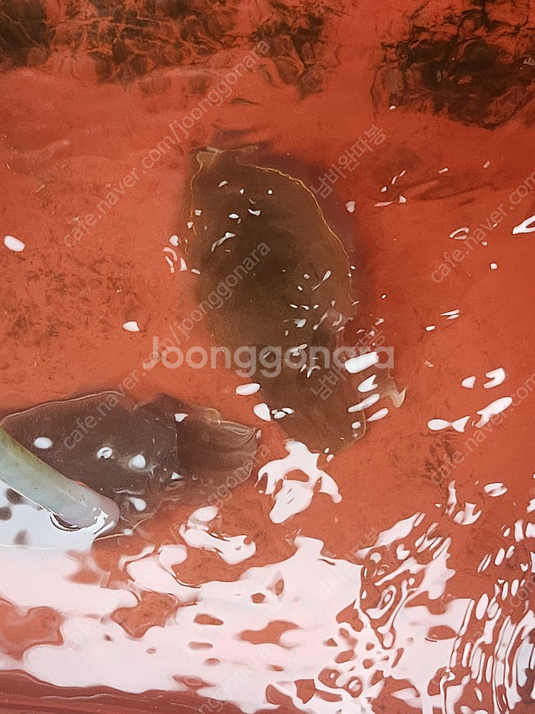 아부가르시아 푸네마스터 리미티드 160 구매합니다 | CPU/메인보드 | 중고나라