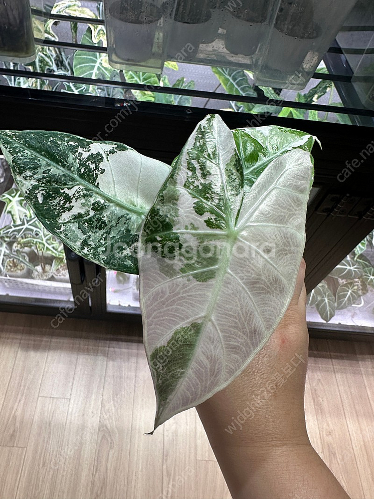 알로카시아 핑크드래곤 화이트바리에가타분홍이 중고나라 카페에서 운영하는 공식 사이트