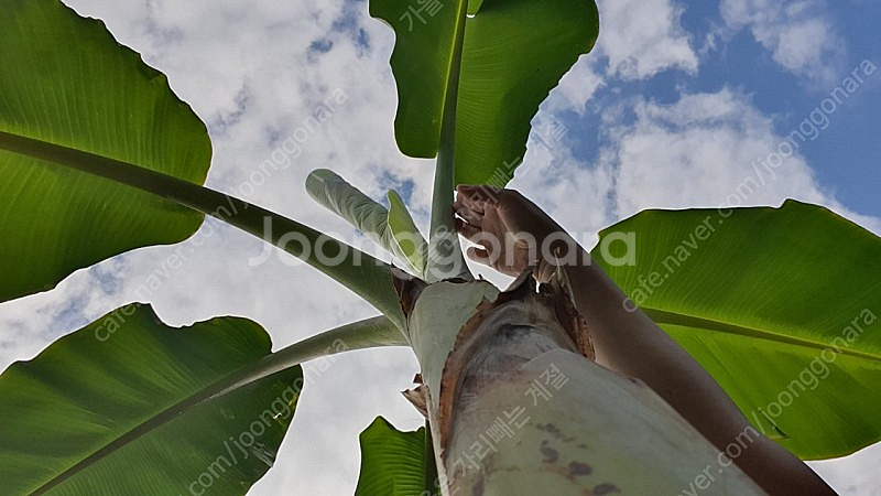 블루 자바 바나나 Blue Java Banana 중고나라 카페에서 운영하는 공식 사이트