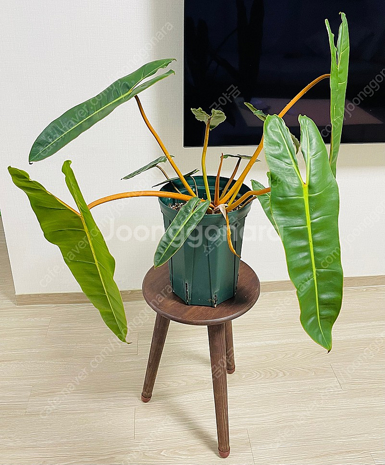 필로덴드론 빌리에티에 대품 리빙생활 중고나라