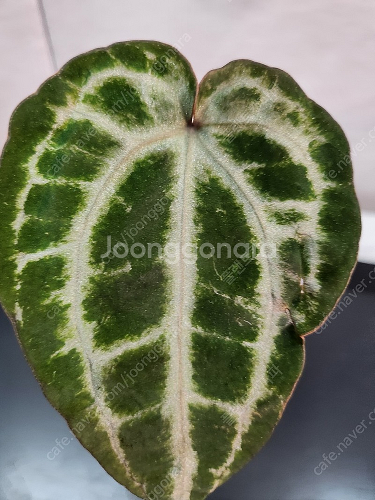 안스리움 skg실버(미국 silver krome gar... | 인테리어소품 | 중고나라