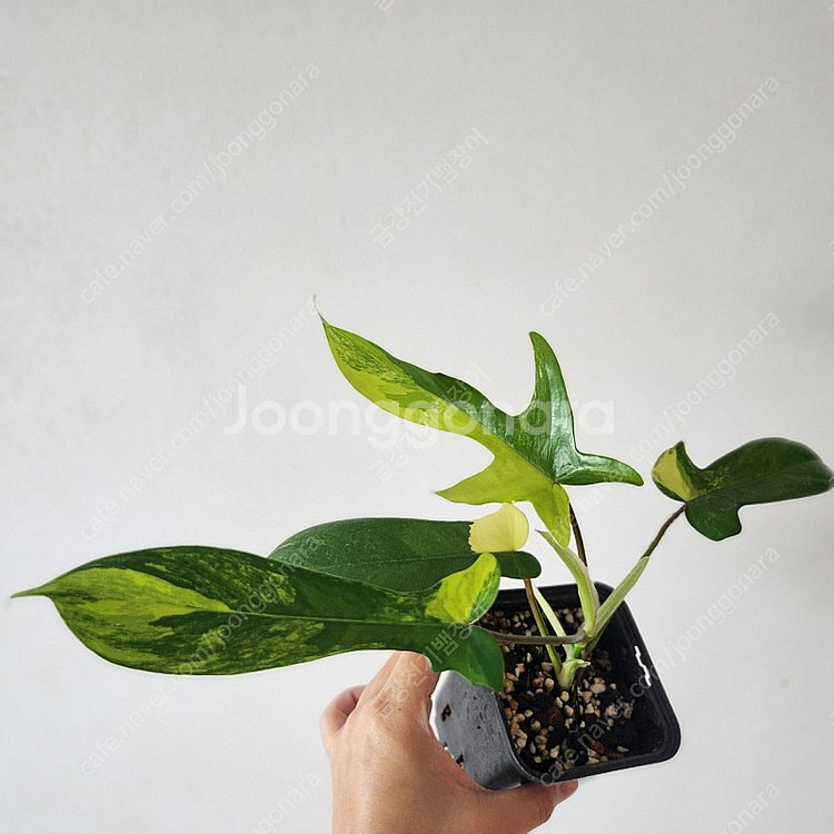 필로덴드론 플로리다뷰티 바리에가타 인테리어소품 중고나라