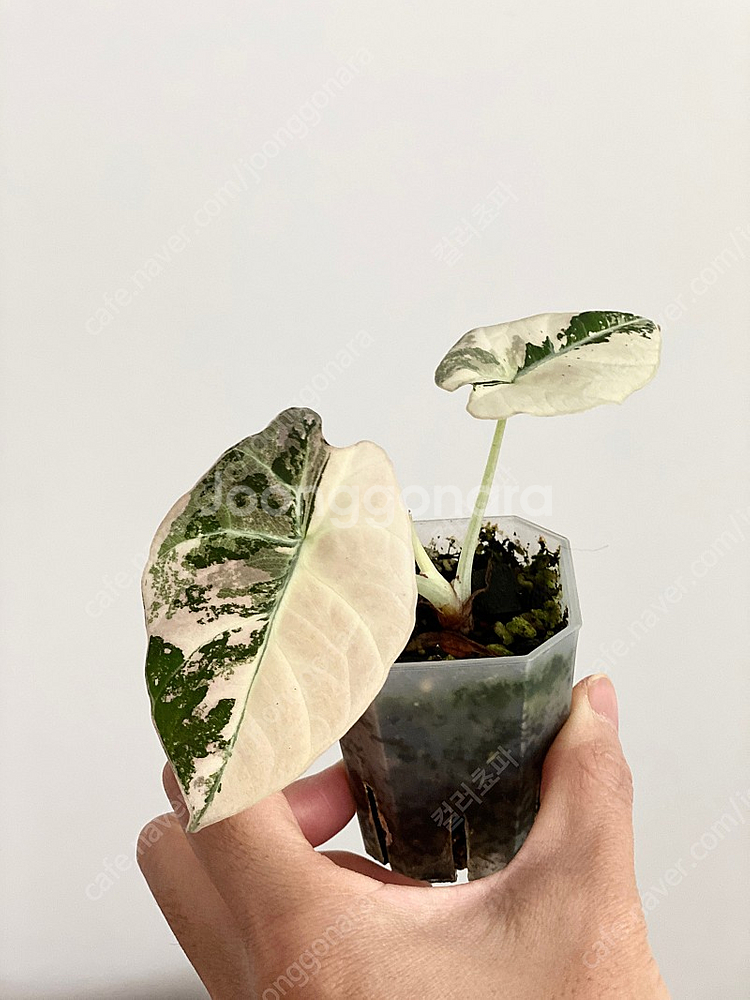 알로카시아 블랙벨벳 바리에가타 인테리어소품 중고나라