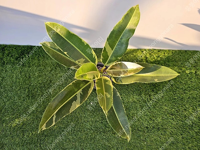 [할인특가]Ficus elastica doescheri... | 인테리어소품 | 중고나라