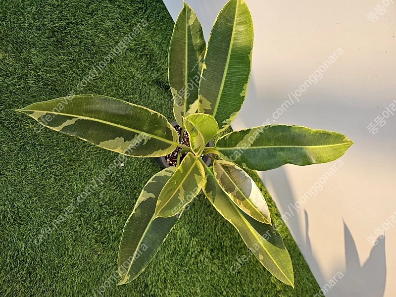 [할인특가]Ficus elastica doescheri... | 인테리어소품 | 중고나라