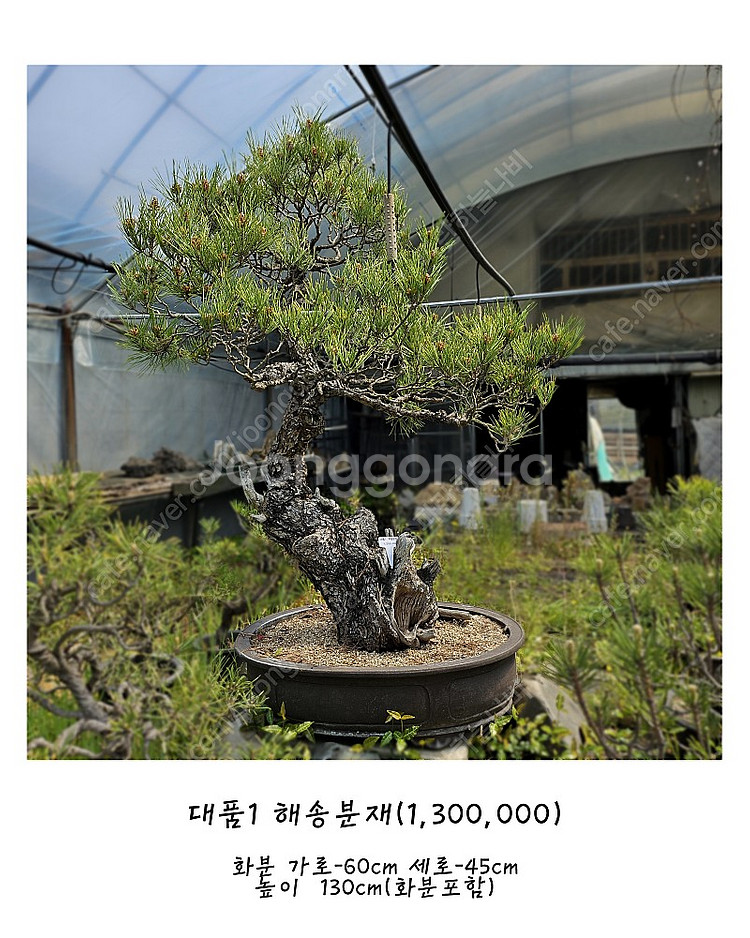 해송 소나무 분재 팝니다 가격별로 다양하게 있습니다 중고나라 카페에서 운영하는 공식 사이트