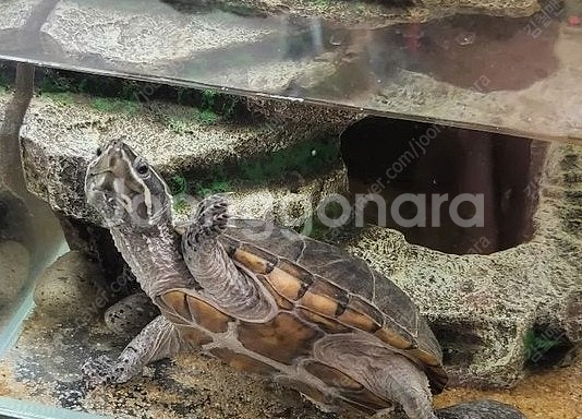 거북이 무료나눔 합니다 부산. | 중고나라 카페에서 운영하는 공식 사이트