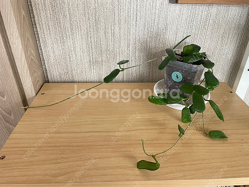 호야 로툰디플로라 희귀식물 식물 플랜테리어 중고나라 카페에서 운영하는 공식 사이트