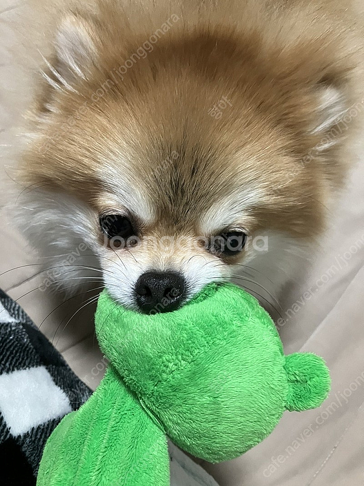 Tft 모바일 코인 롤토체스 판매합니다 중고나라 카페에서 운영하는 공식 사이트