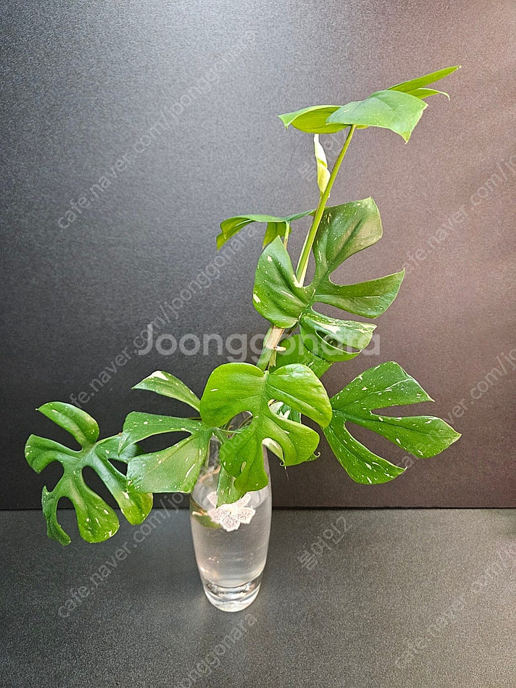 무늬히메몬스테라택포함 중고나라 카페에서 운영하는 공식 사이트