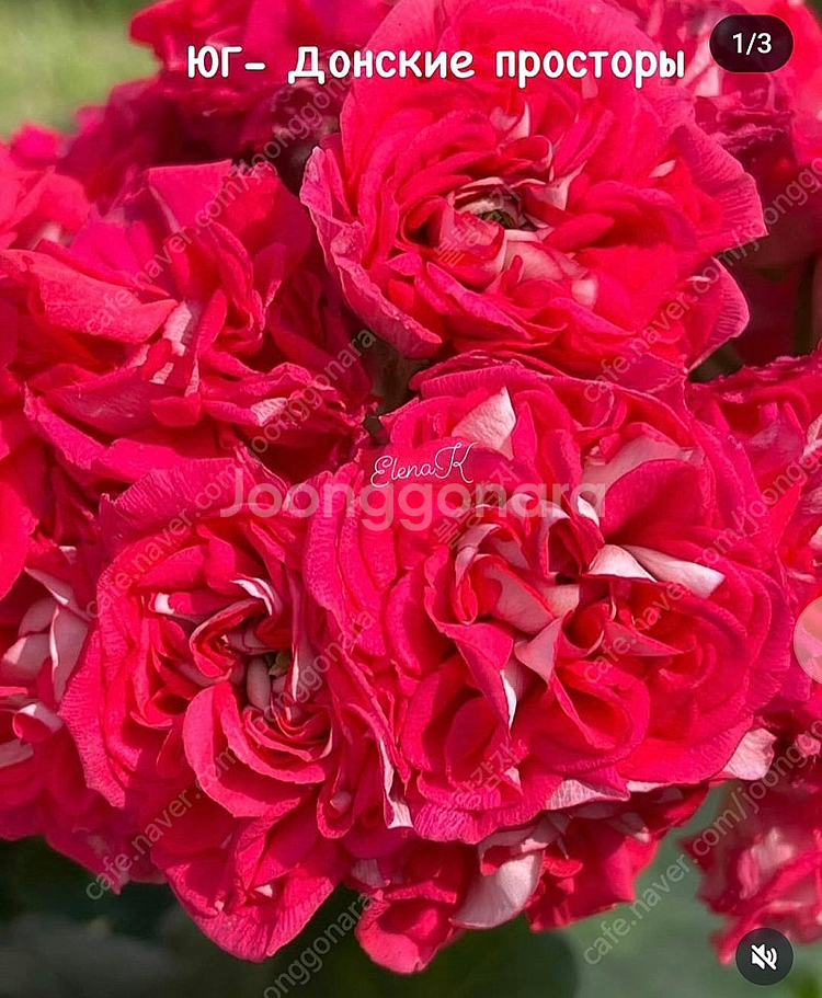 러시아제라늄 UG Don Expanses | 중고나라 카페에서 운영하는 공식 사이트