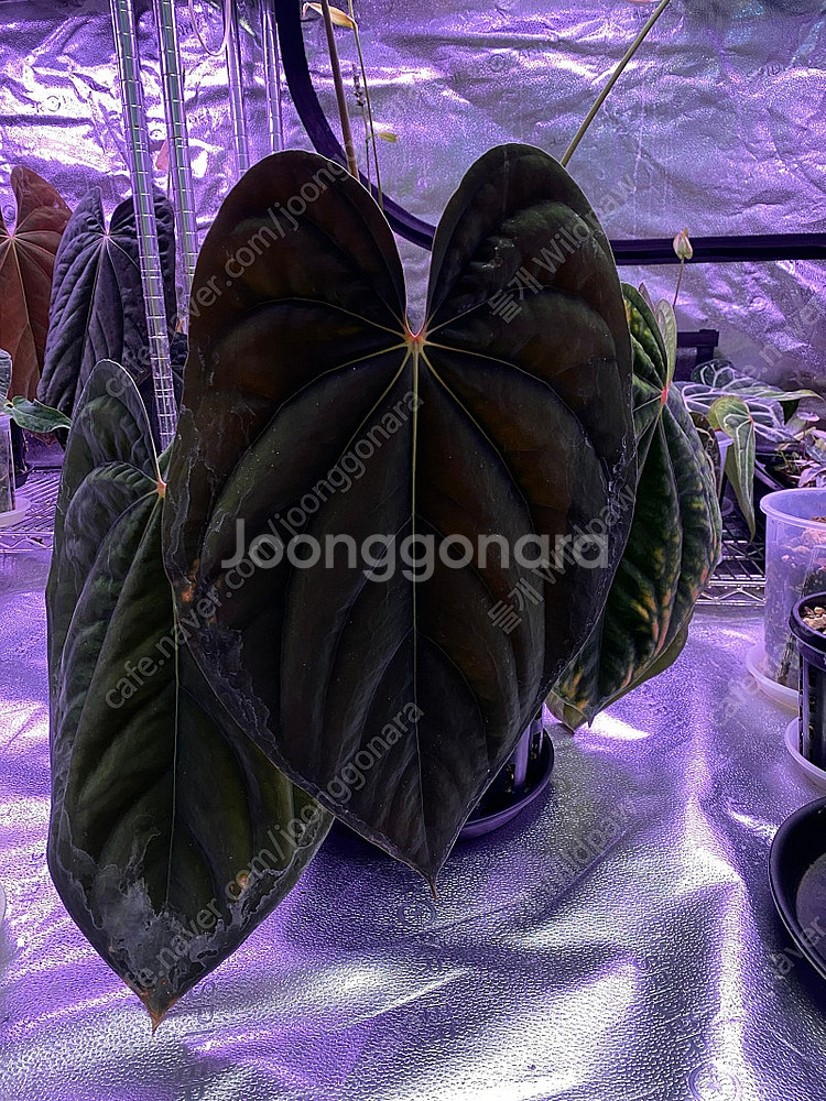 안스리움 BVEP RA#2 clone (1,2번 예약중... | 중고나라 - 안심되는 중고거래