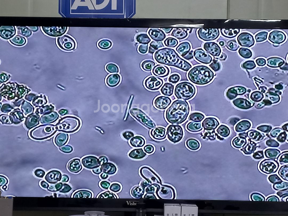 올림프스 CX21 3안CCD현미경 | 기타 반려동물 용품 | 중고나라