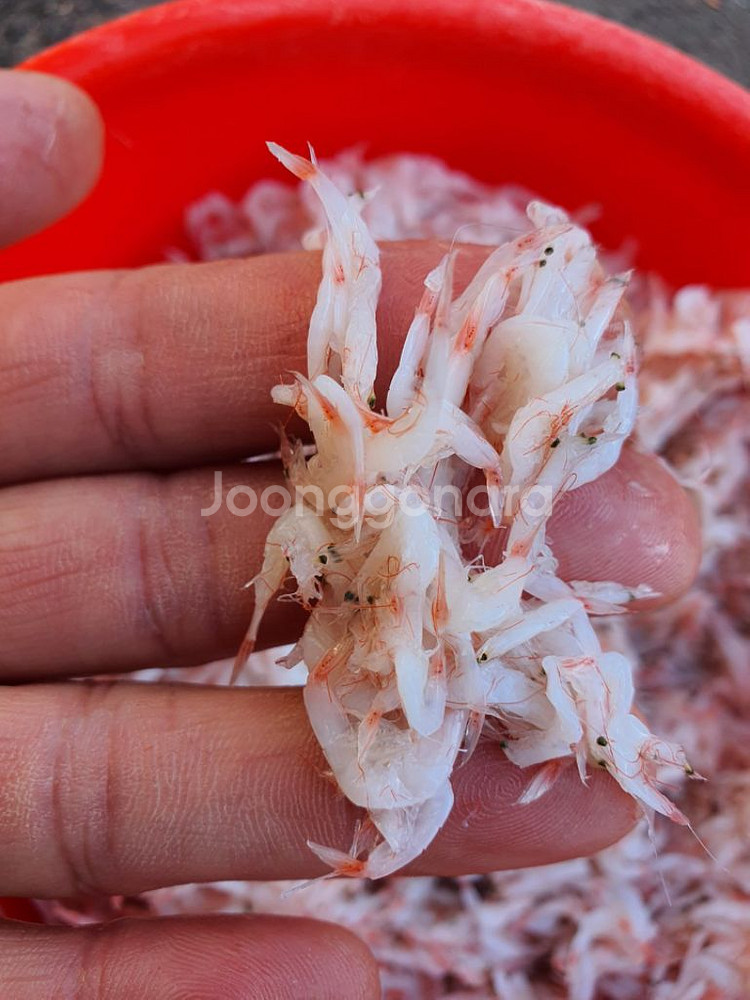 100%국내산 신안 참새우젓 3kg 100셋트한정특가 | 식품 | 중고나라