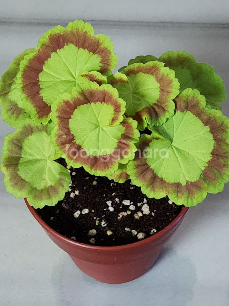 미시즈퀄터(제니)제라늄 | 중고나라 카페에서 운영하는 공식 사이트