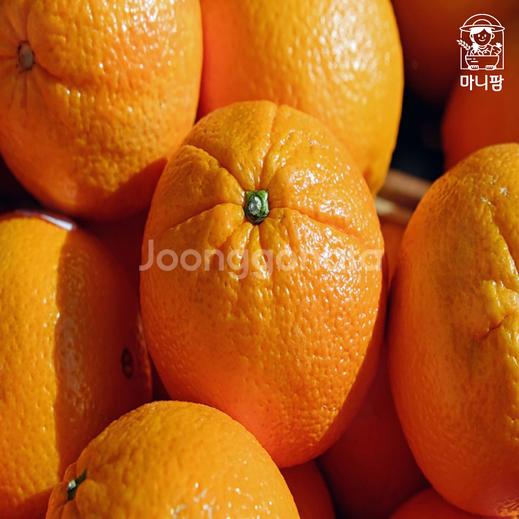 [타이벡 감귤]제주 감귤 로얄과(2S-S-M) 10kg | 식품 | 중고나라