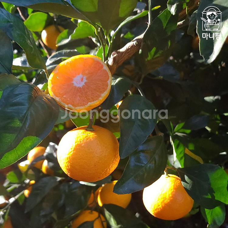 [타이벡 감귤]제주 감귤 로얄과(2S-S-M) 10kg | 식품 | 중고나라