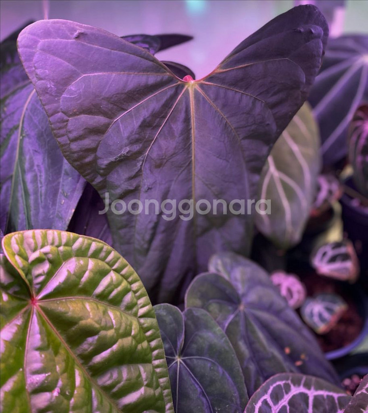 안스리움 파필 rl x fs X 미스터월드와이드 | 중고나라 - 안심되는 중고거래